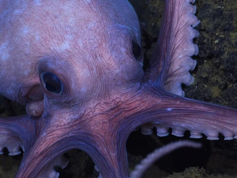Secrets of the Octopus Streaming: Watch & Stream Online via Disney Plus