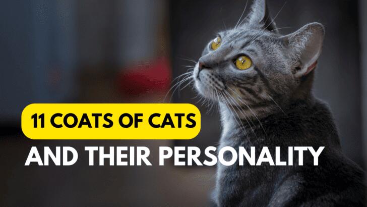 11 Different Coats of Cats and What It Says About Their Personality ...