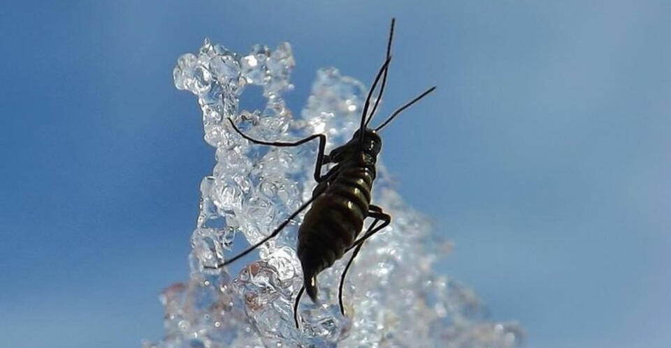 The Small Insect Found In New Hampshire Snow (And Why It’s Important ...