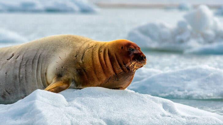 The Animals of Alaska That Live in the Ice Year-Round - NewsBreak