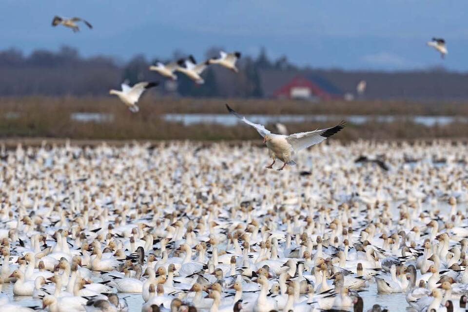 Nesting Bird Habitat Incentive Program – Now Open - NewsBreak