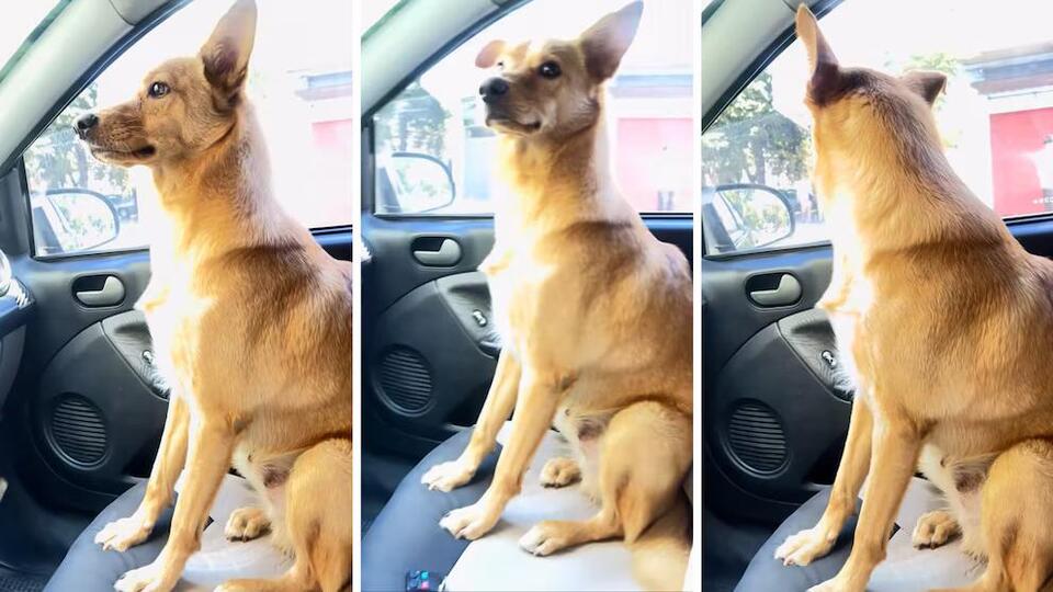 Se descuidó un momento, su perro se instaló en el asiento del copiloto ...