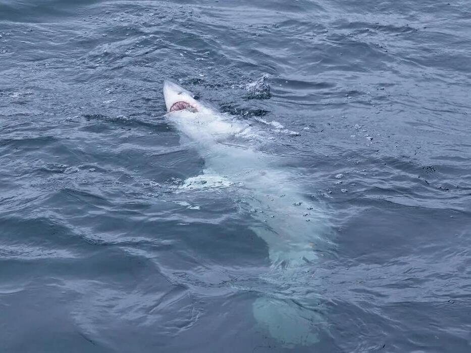 Scientists shocked after sharks observed eating one another in ...