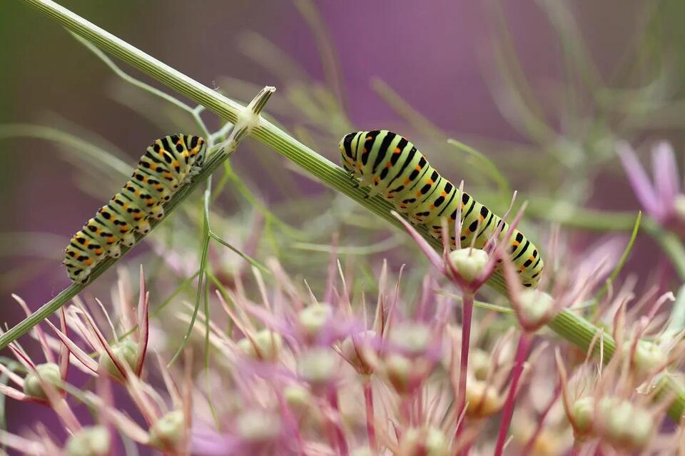 24 Common Caterpillars You’ll Find in Oregon: A Visual Identification ...