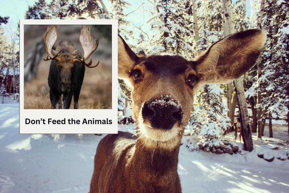 Why You Can’t Feed This New York State Animal - NewsBreak