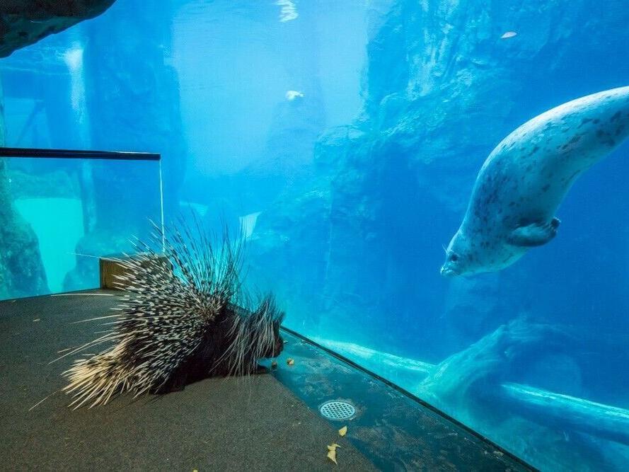 Still looking sharp: porcupine turns 20 at the Oregon Zoo
