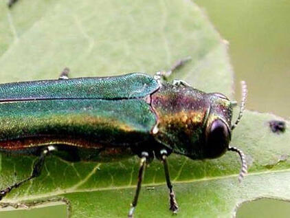 Tree-killing insect is infesting more trees in western Iowa
