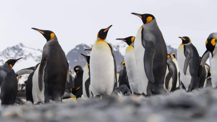 14 Creatures That Thrive in the Most Hostile Places on Earth - NewsBreak