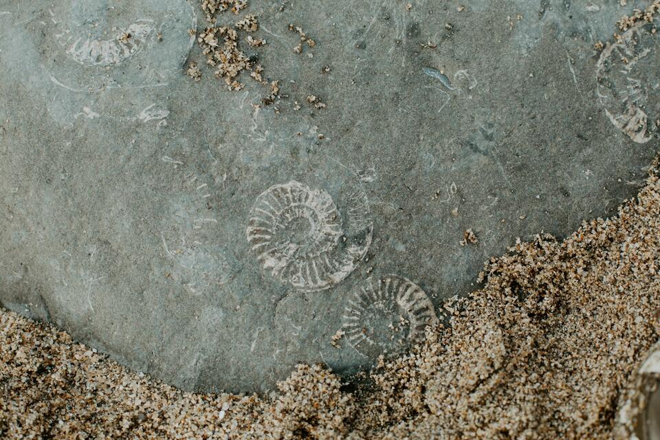 10 Incredible Fossils Found in Ancient Riverbeds and Dry Lakes - NewsBreak