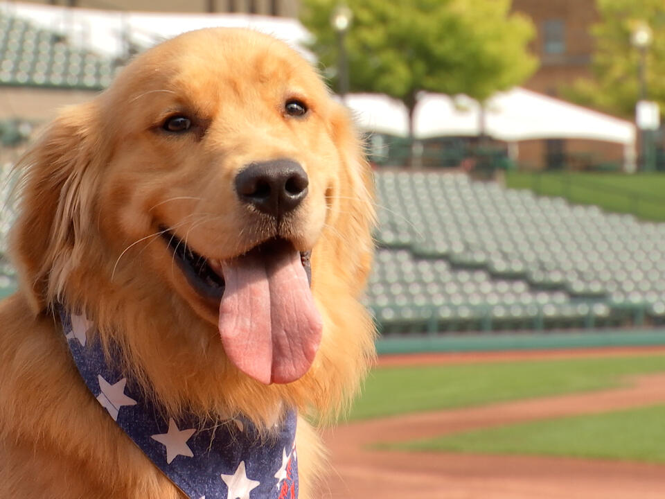 Bruce the Bat Dog prepares for his debut in September