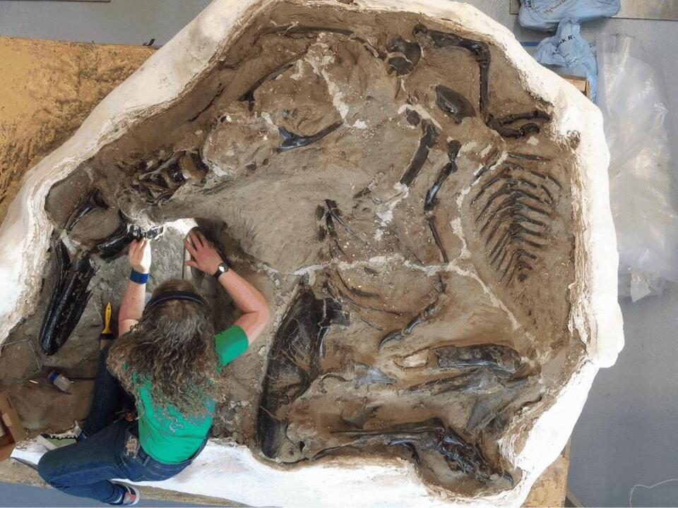 Dueling Dinosaurs: Get front-row seats to dino discoveries at this new ...