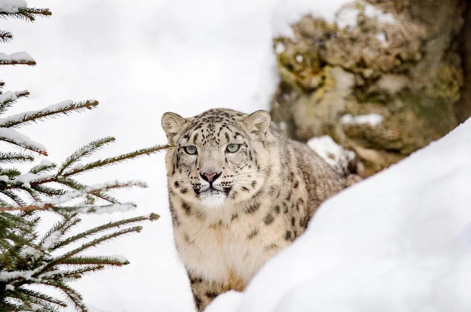 Why Snow Leopards Are Called the Ghosts of the Himalayas - NewsBreak