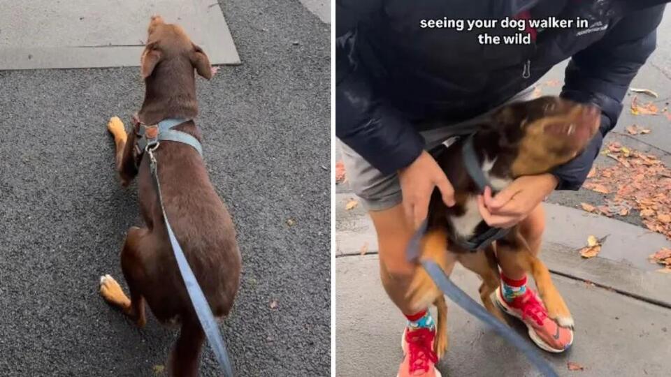 Pup Has Adorably Over-The-Top Reaction To “Seeing Your Dog Walker In ...