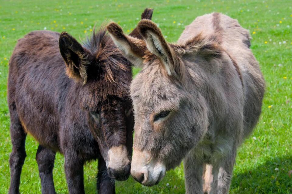 Charity Airlifts Donkeys From Gaza - NewsBreak