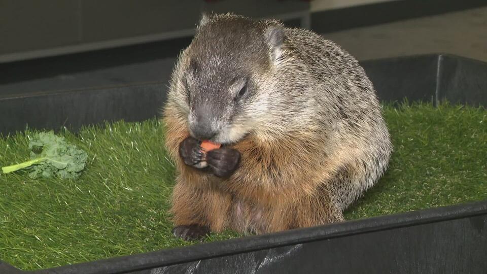 Ohio's Buckeye Chuck predicts early spring, and the numbers back him up ...