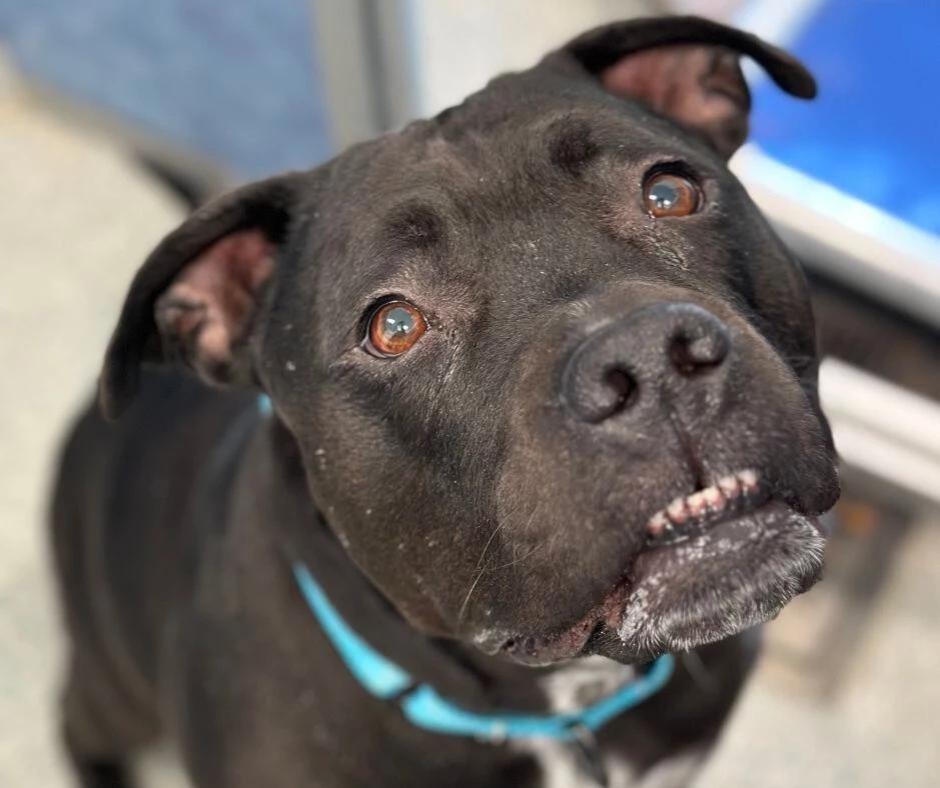 Meet Our Townsquare NoCo Pet of the Week: Lola! - NewsBreak
