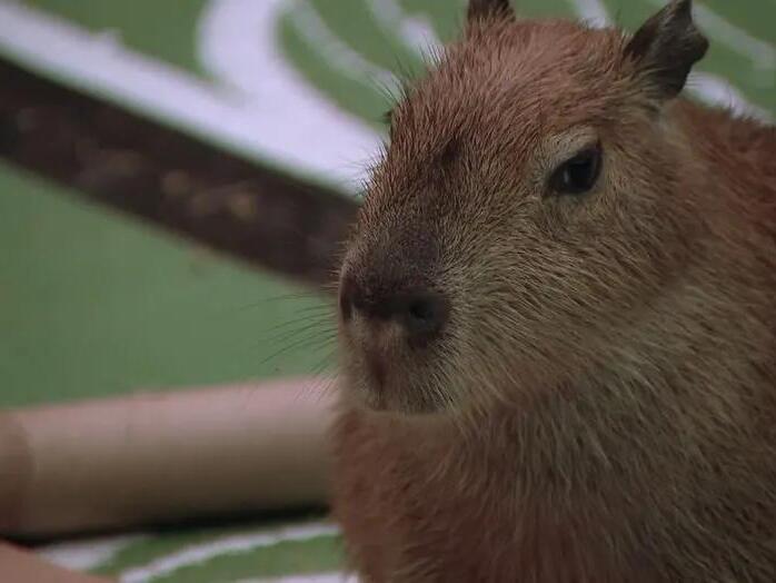 Meet the three young capybaras that have been staying at Clearwater ...
