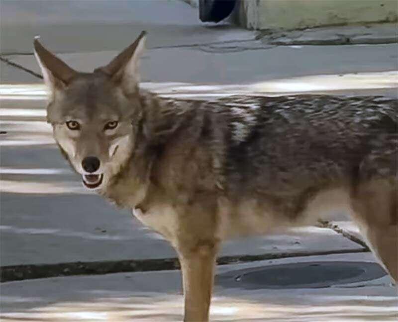 Expect Increase in Coyote Sightings in West Hollywood as Mating Season ...