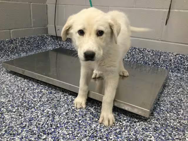 🐶 Playful & Loving Dogs Ready for Adoption in Thousand Palms - NewsBreak