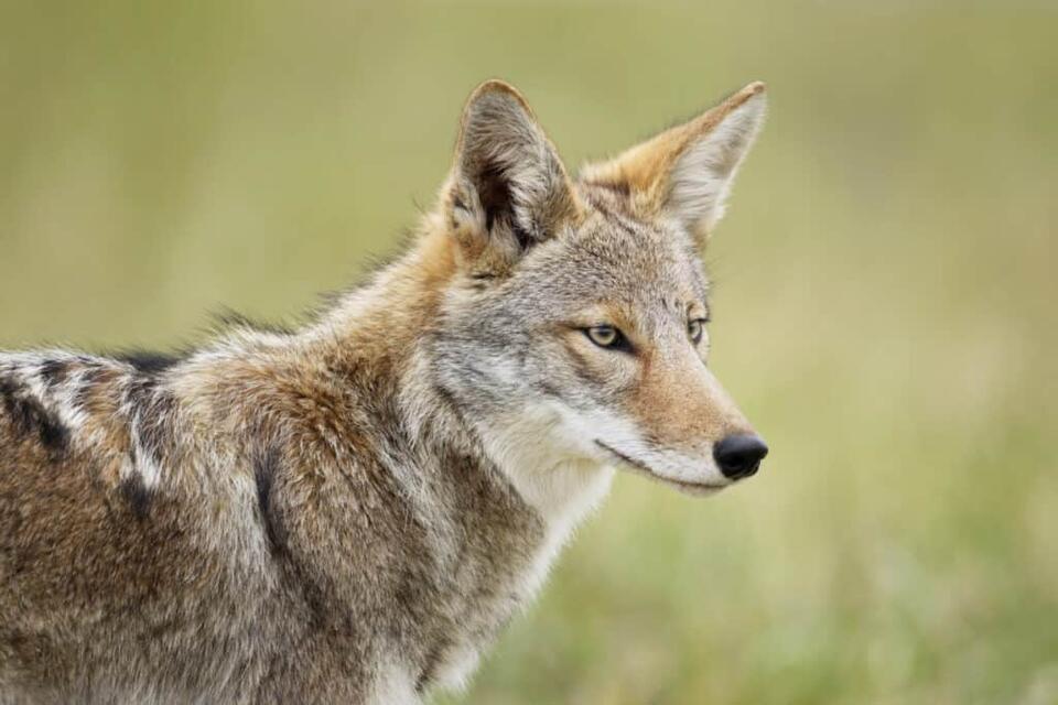 Discover 6 Meanings and Signs of Seeing a Coyote - NewsBreak