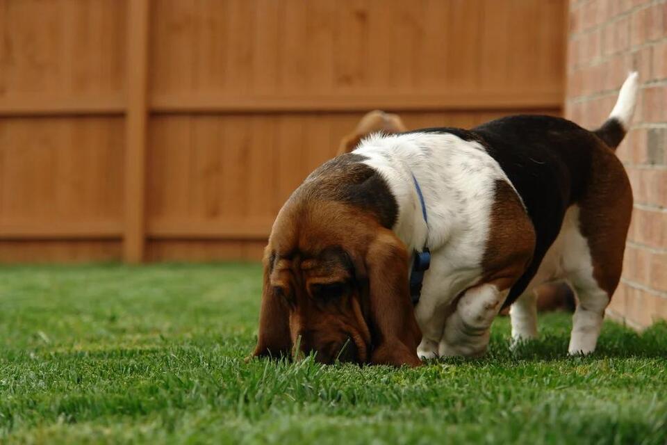 5 Dog Breeds With Super Senses Backed by Science - NewsBreak