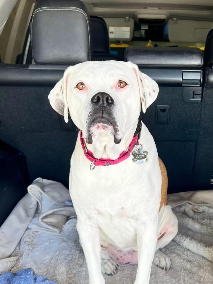 🐶 Playful, Loyal & Loving Dogs Ready for Adoption in Eagle Mountain ...