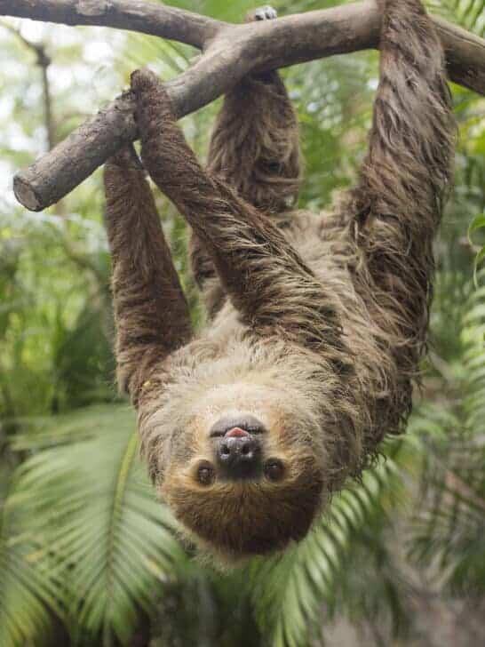 14 Fascinating Facts About Sloths That Will Surprise You - NewsBreak