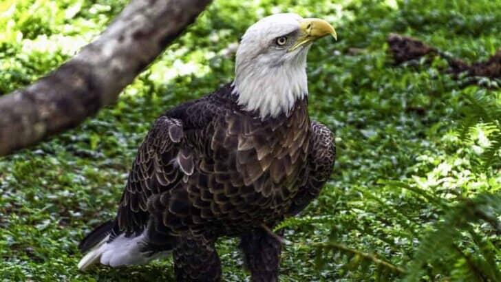 13 Cool Animals You Can See in Washington State - NewsBreak