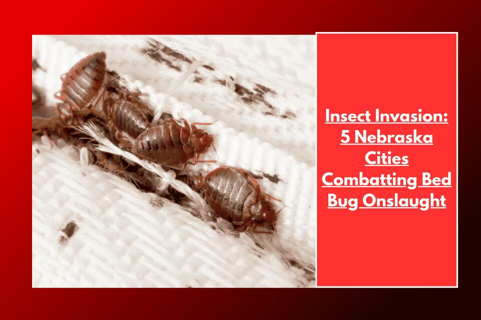 Insect Invasion: 5 Nebraska Cities Combatting Bed Bug Onslaught - NewsBreak