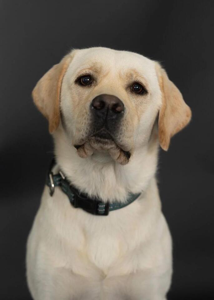 Southeastern Police Department welcomes new K9 explosives detection dog ...