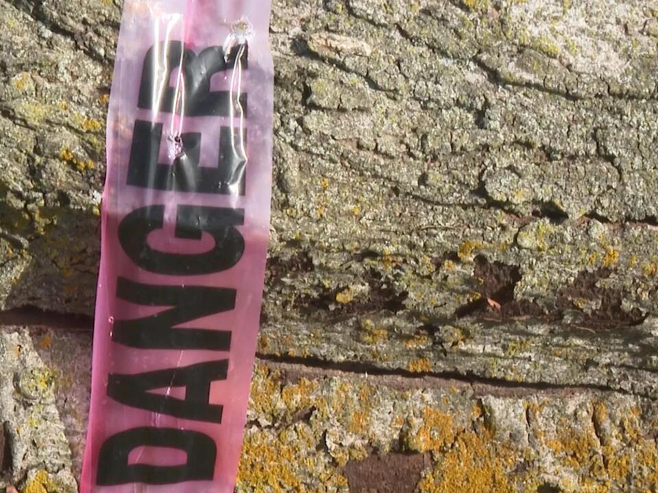 The Emerald Ash Borer killing Ash Trees in northeast Missouri