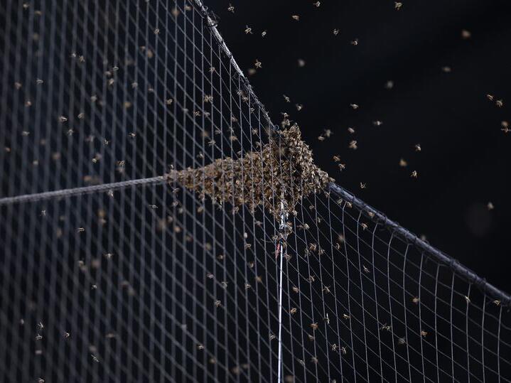 Diamondbacks game delayed by 2 hours as swarm of bees forces fans to ...
