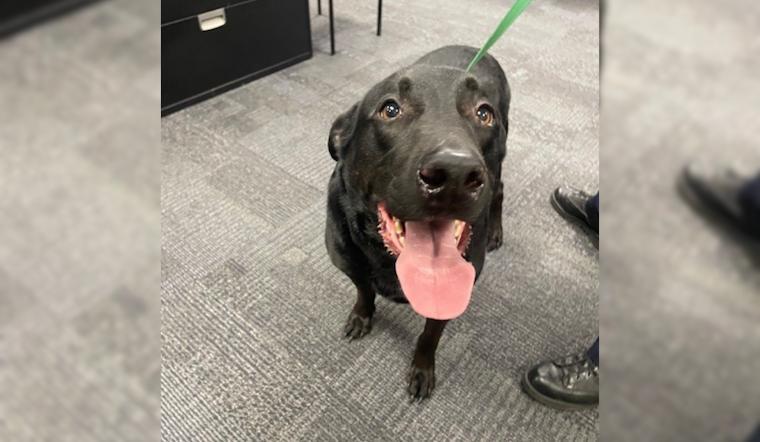 UPDATE: Lost Black Labrador Reunited with Owner in Jackson Township ...