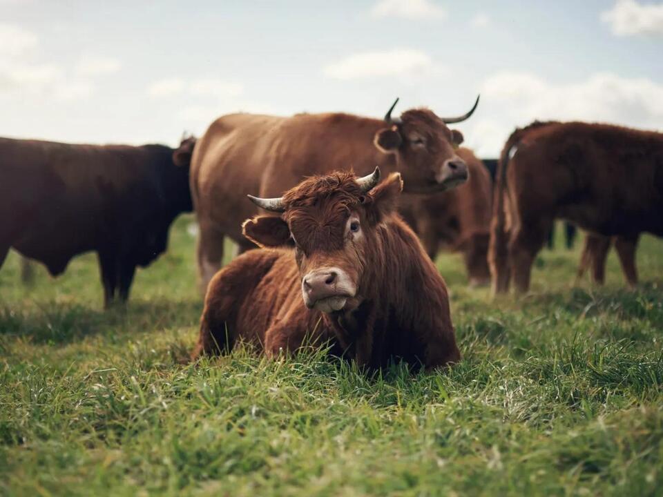 The ASPCA and Local Organizations Collaborate in Urgent Rescue of Over ...