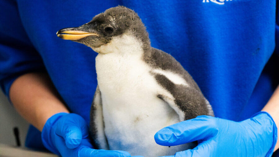 Loveland Living Planet Aquarium welcomes baby penguin - NewsBreak