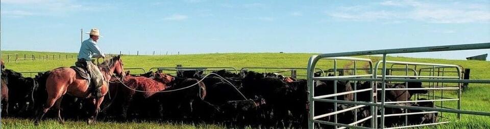 MSU Ranching Systems degree prepares next generation of ranch managers ...