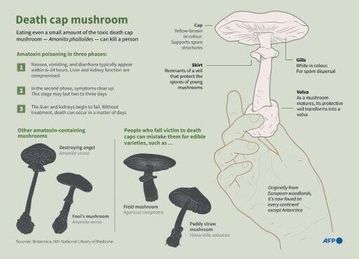 Death cap mushrooms are the deadliest fungi known to humans. - NewsBreak