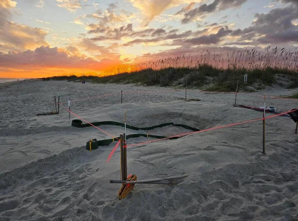 Holden Beach turtle patrol launches adopt-a-nest program - NewsBreak