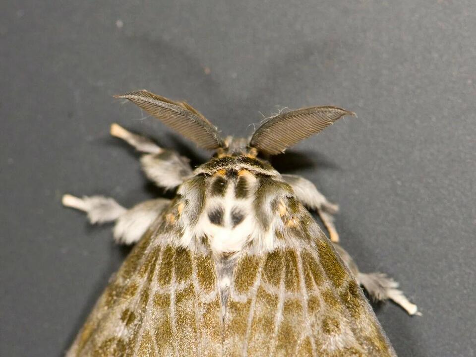 Ohio Dept. of Ag. to begin spongy moth treatments