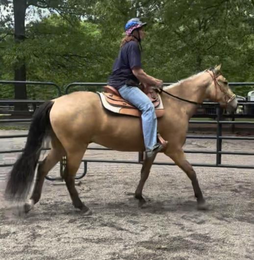 BLM Wild Horse & Burro Program Adoption Experiences: Lifelong Dream of ...