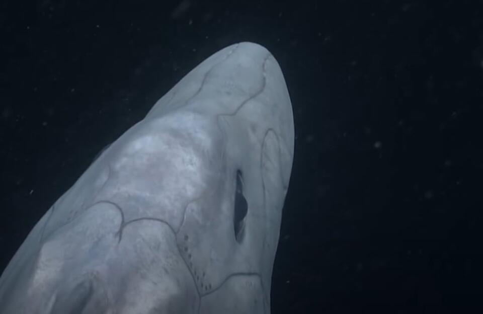 Meet the Uber-Rare Ghost Shark: Not Quite a Shark, Not Quite a Fish ...