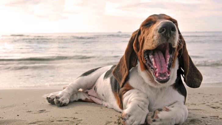 The 12 Most Intelligent Non Human Animals on the Planet - NewsBreak