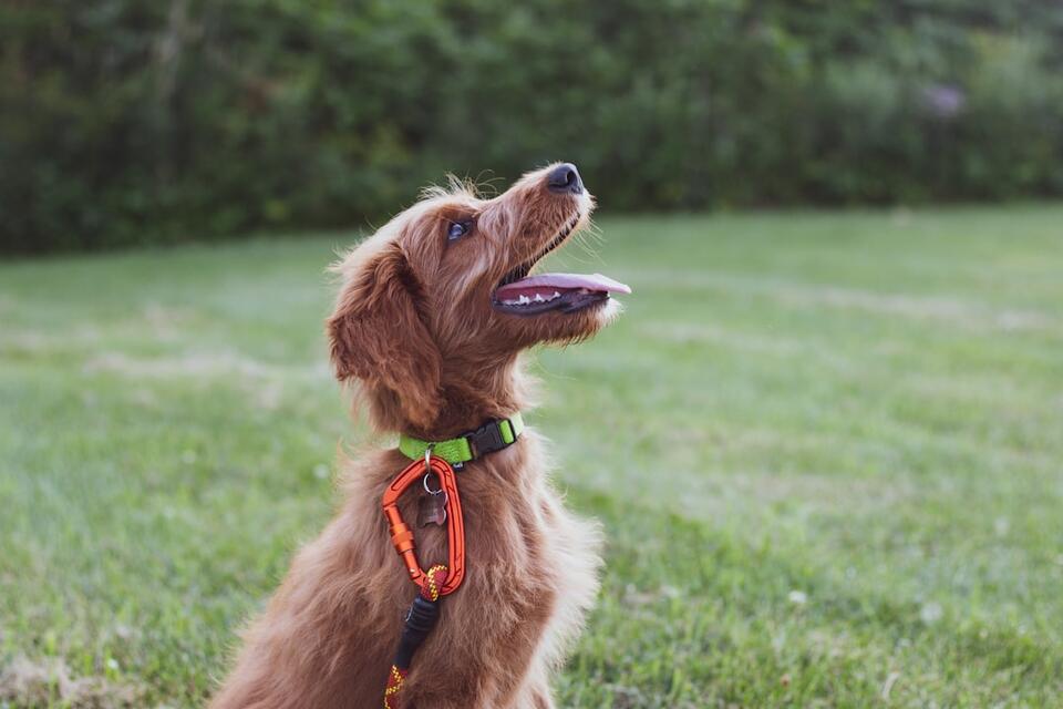 Training AI With Pet Data: Where Does Your Dog’s Bark Go When You Hit ...