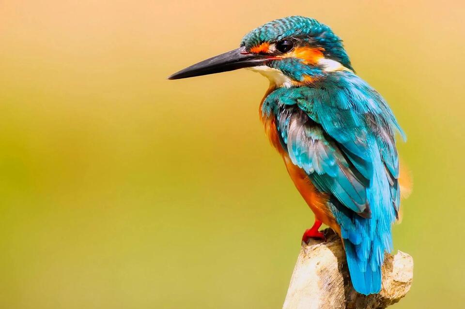 How Climate Change Is Affecting Bird Migration - NewsBreak
