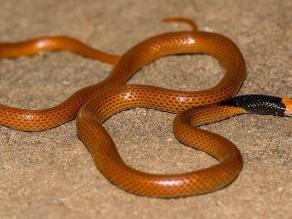 Mysterious New Snake Species Discovered in Saudi Arabia