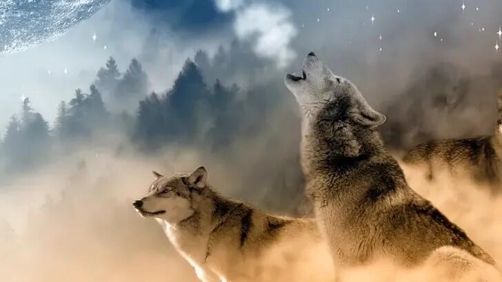 How Wolves in Colorado Are Redefining Pack Behavior - NewsBreak