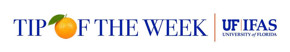 Nutritional Needs of HLB-Affected Trees - NewsBreak