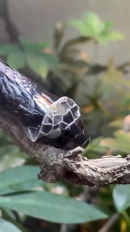 A black tree snake (Thrasops jacksonii) at ivoryexotics works to shed ...