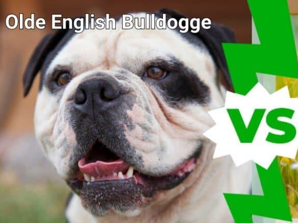 Olde English Bulldogge Vs English Bulldog: What Are 8 Key Differences?