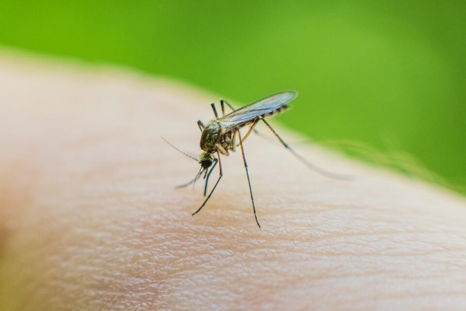 Death Reported From Rare Mosquito-Borne Disease as Vigilance Grows ...